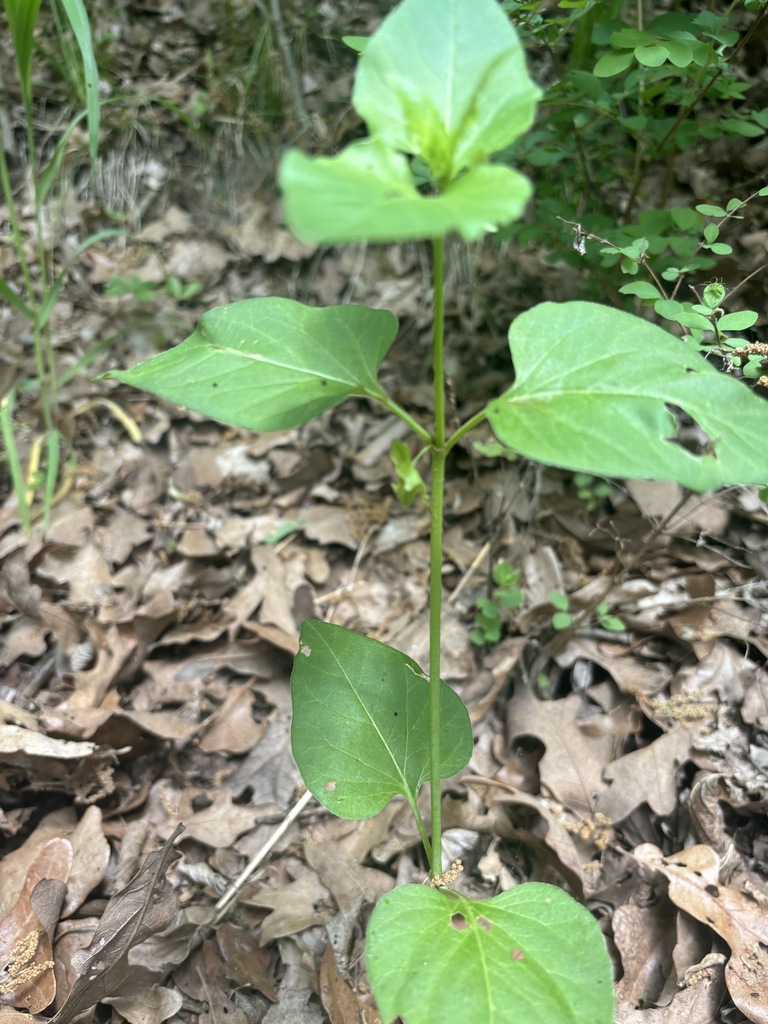 Wild Four o'Clock from Bryan County, OK, USA on April 18, 2024 at 02:38 ...