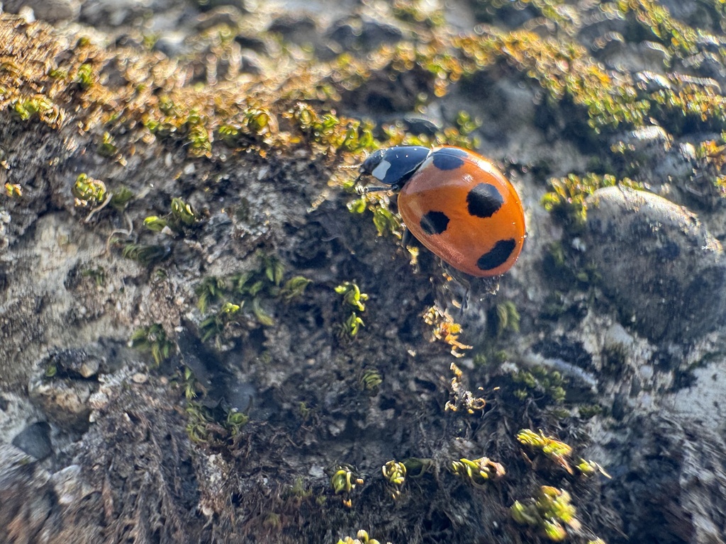 Seven-spotted Lady Beetle from Ono, Nachikatsuura, Higashimuro-Gun ...