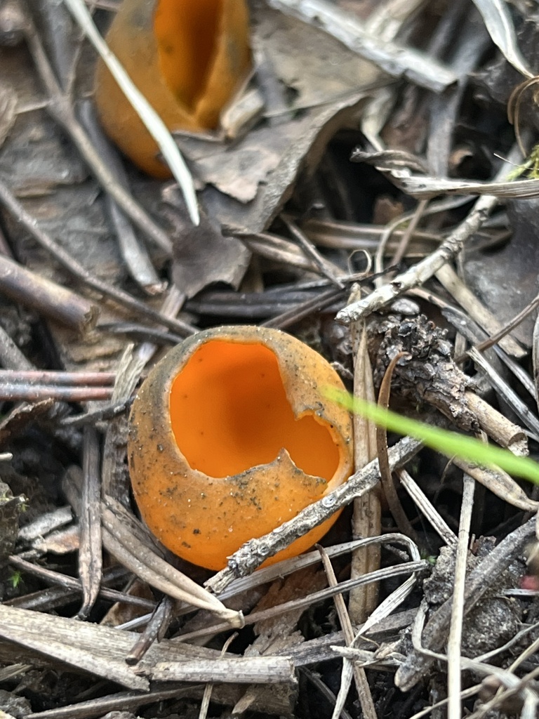 Spring Orange Peel Fungus from La Grande, OR, US on April 18, 2024 at ...