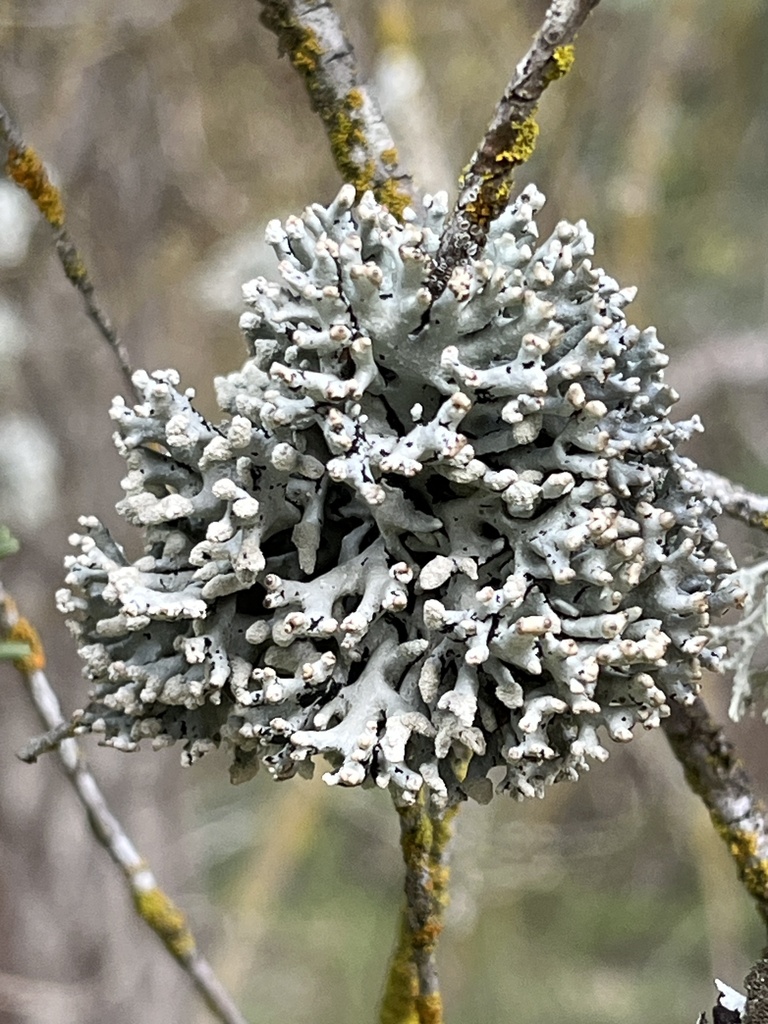 Powder-headed Tube Lichen from La Grande, OR, US on April 18, 2024 at ...