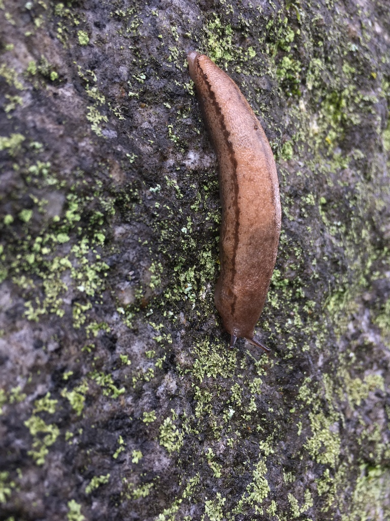 Chinese Slug from Kyodai, Kyoto, Kyoto, JP on April 30, 2023 at 10:03 ...