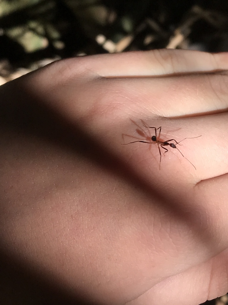 Spider Ants from D’Aguilar National Park, Mount Glorious, QLD, AU on ...