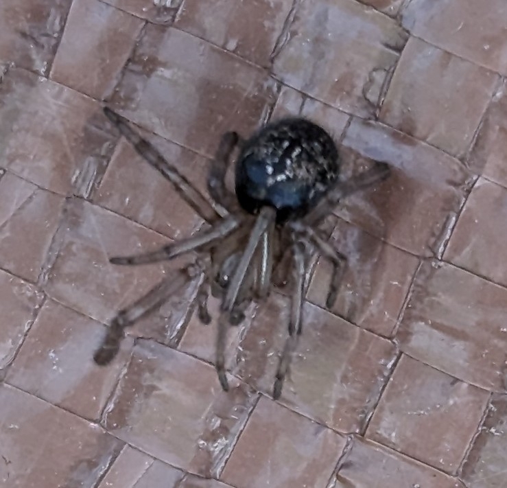 marbled cobweb spider from Brownlee Woods, Youngstown, OH, USA on April ...