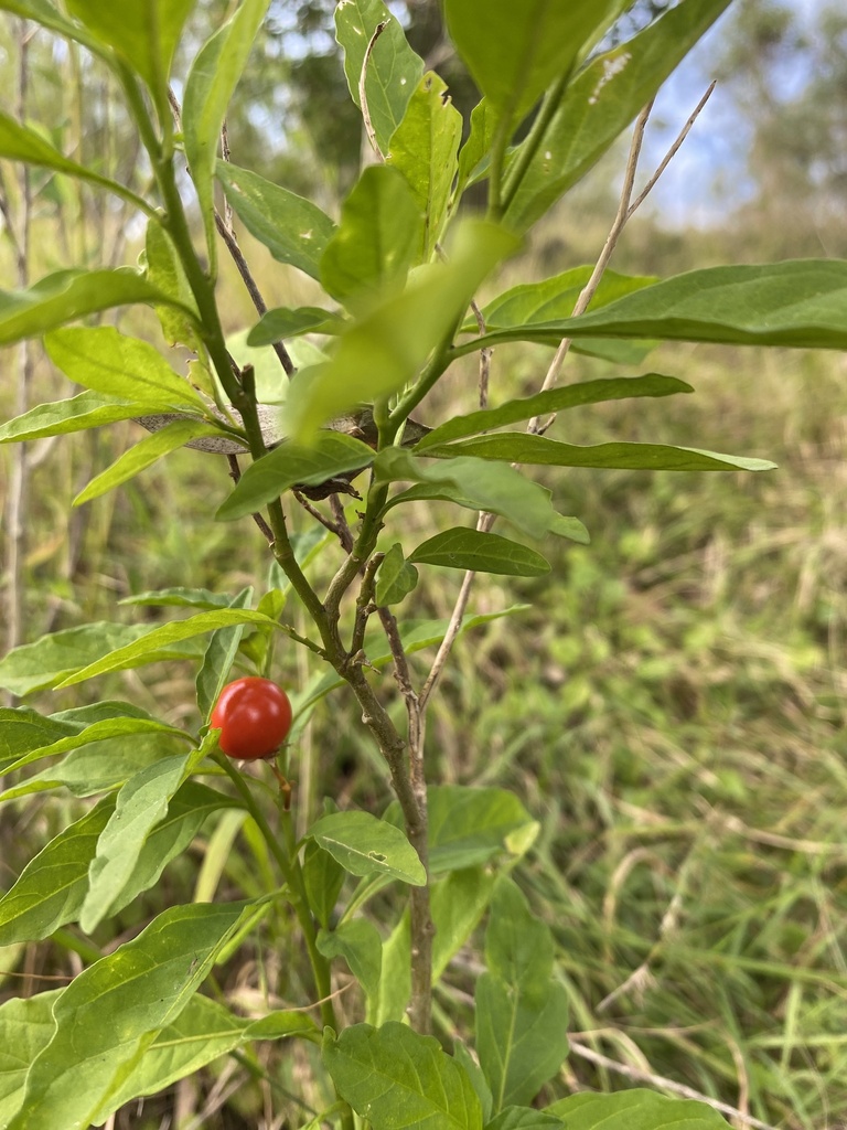 Jerusalem cherry from Picton, NSW, AU on April 19, 2024 at 10:12 AM by ...