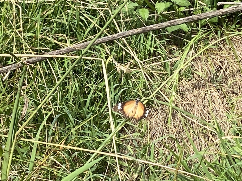 Lesser Wanderer from Picton, NSW, AU on April 19, 2024 at 09:52 AM by ...