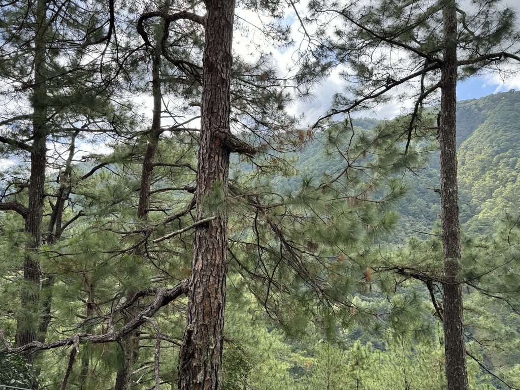 (Pinus kesiya kesiya) - Botanical Realm