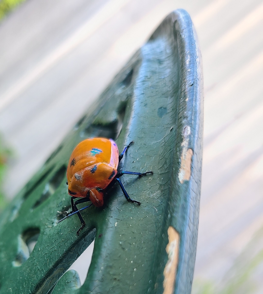 Hibiscus Harlequin Bug from Runcorn QLD 4113, Australia on January 11 ...