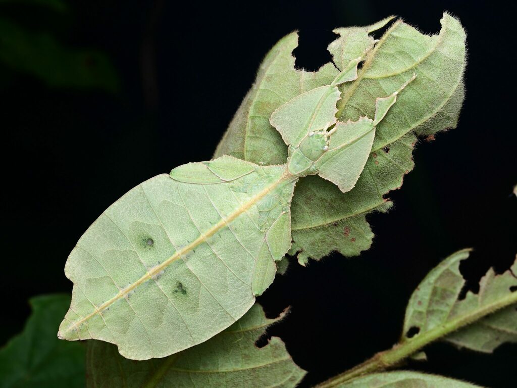 Cryptophyllium yunnanense from 中国云南省西双版纳傣族自治州勐腊县 on April 18, 2024 at ...
