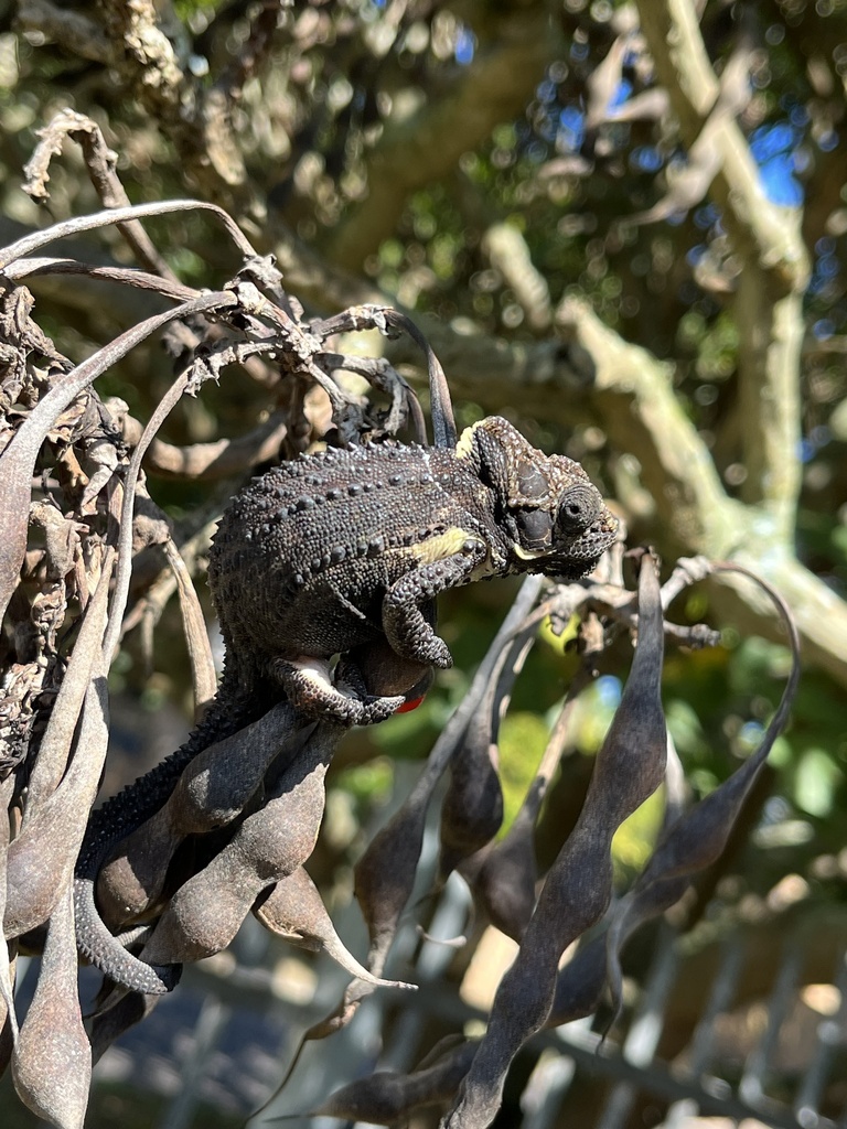 Knysna Dwarf Chameleon from Seder Street, Mossel Bay, WC, ZA on April ...
