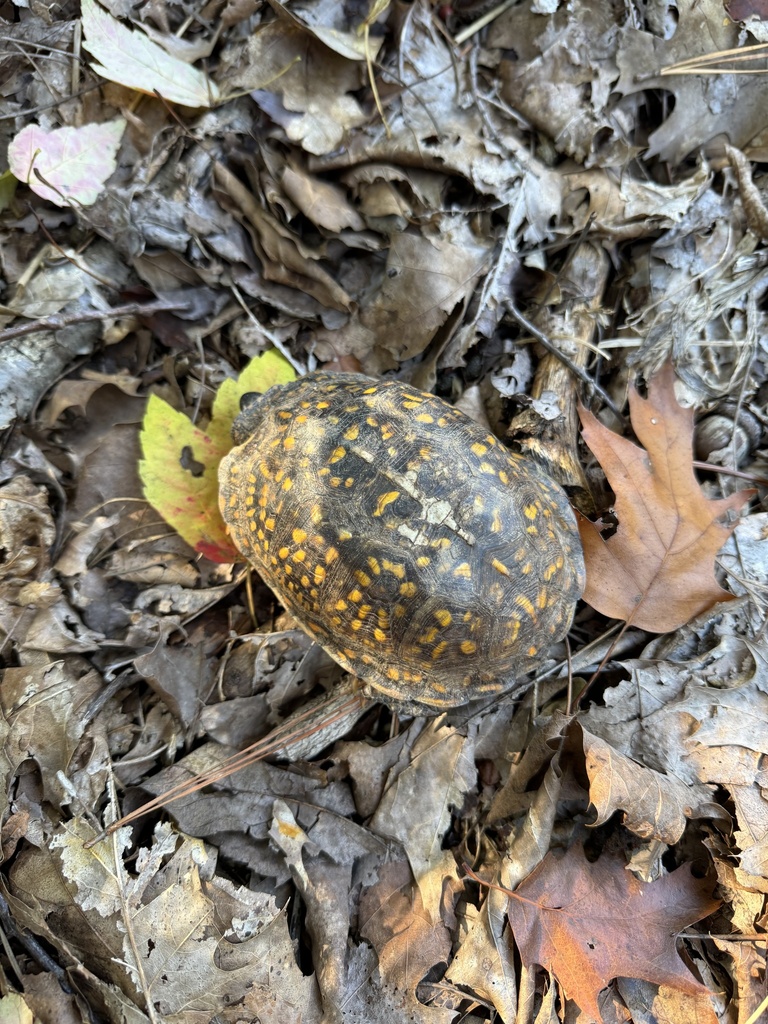 Emydine Turtles in October 2023 by Jim Crews · iNaturalist