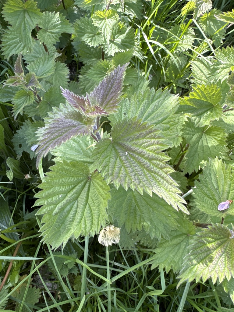 great stinging nettle from Campbell Road, Marlow, England, GB on April ...