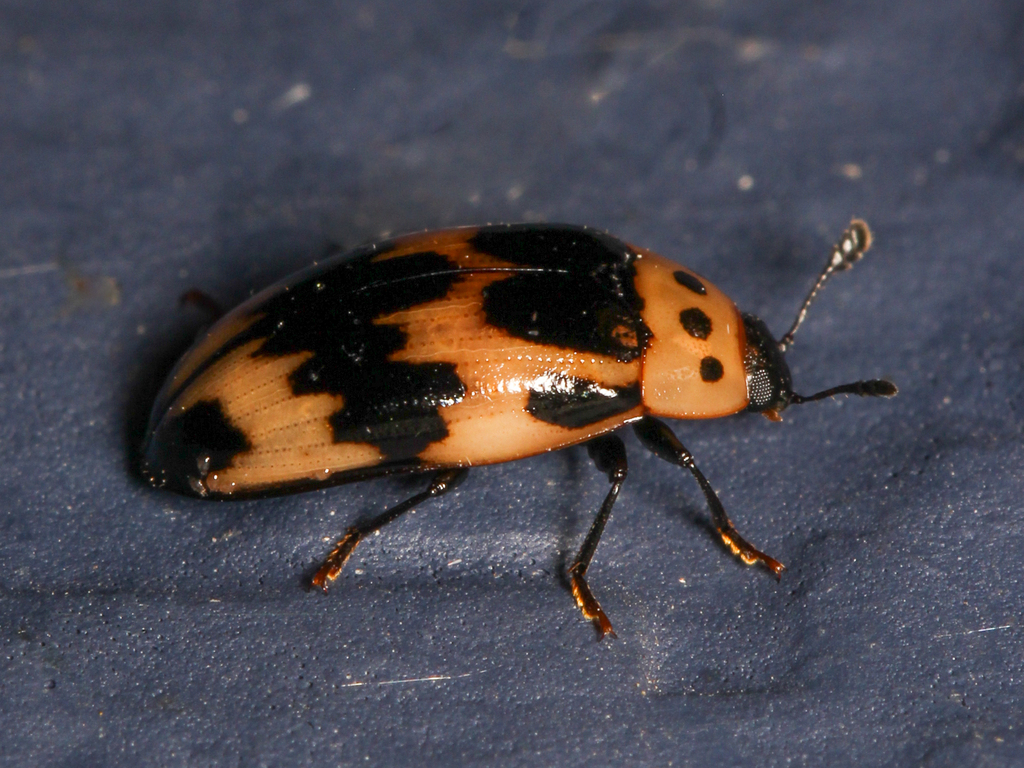Four-spotted Fungus Beetle from 160 Jackson Mill Rd, Weston, WV 26452 ...
