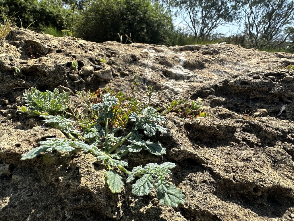 Coldenia procumbens in April 2024 by naturalistchu · iNaturalist