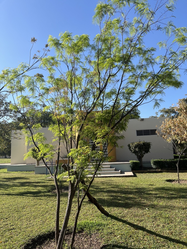 Littleleaf False Tamarind from Universidad Autónoma de Sinaloa Facultad ...