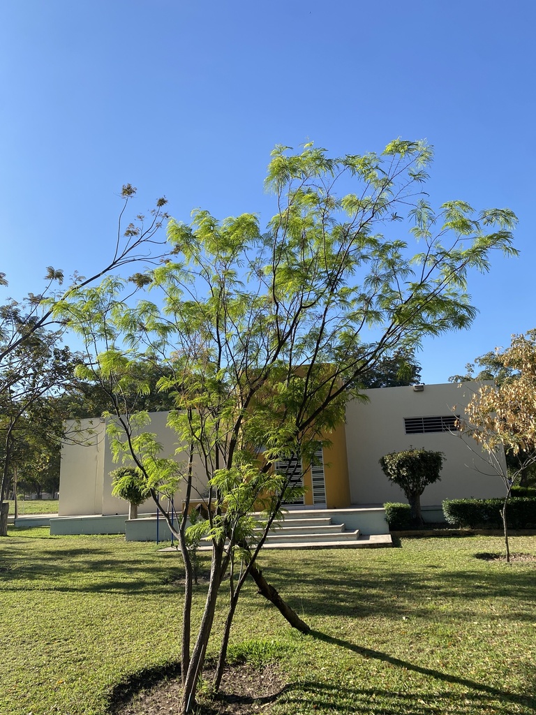 Littleleaf False Tamarind from Universidad Autónoma de Sinaloa Facultad ...