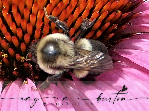 Common Eastern Bumble Bee from Lombard, IL, USA on July 6, 2023 at 01: ...