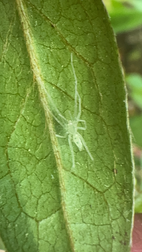 Wulfila from Knightdale on April 19, 2024 at 01:27 PM by nc_jason ...