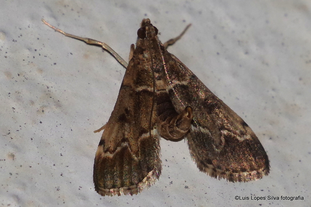 European Pepper Moth from 8200 Albufeira, Portugal on April 18, 2024 at ...