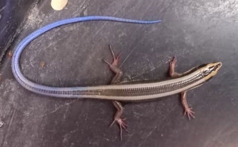 Dwarf Plated Lizard from ǁKaras, NA on April 19, 2024 at 07:10 PM by ...