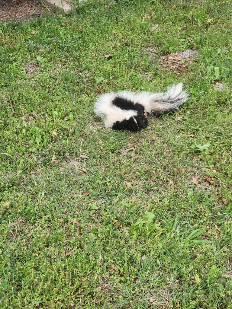Striped Skunk from LLELA - Lewisville Lake Environmental Learning Area ...