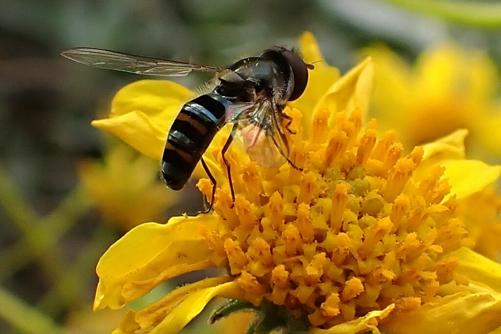 Silver-banded Hover Fly from 1200 W South Mountain Ave, Phoenix, AZ ...
