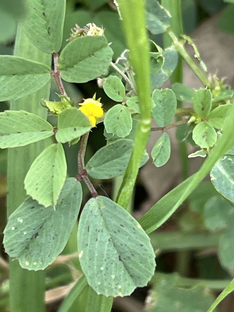 bur clover from Forest Ln, Dallas, TX, US on April 19, 2024 at 01:58 PM ...