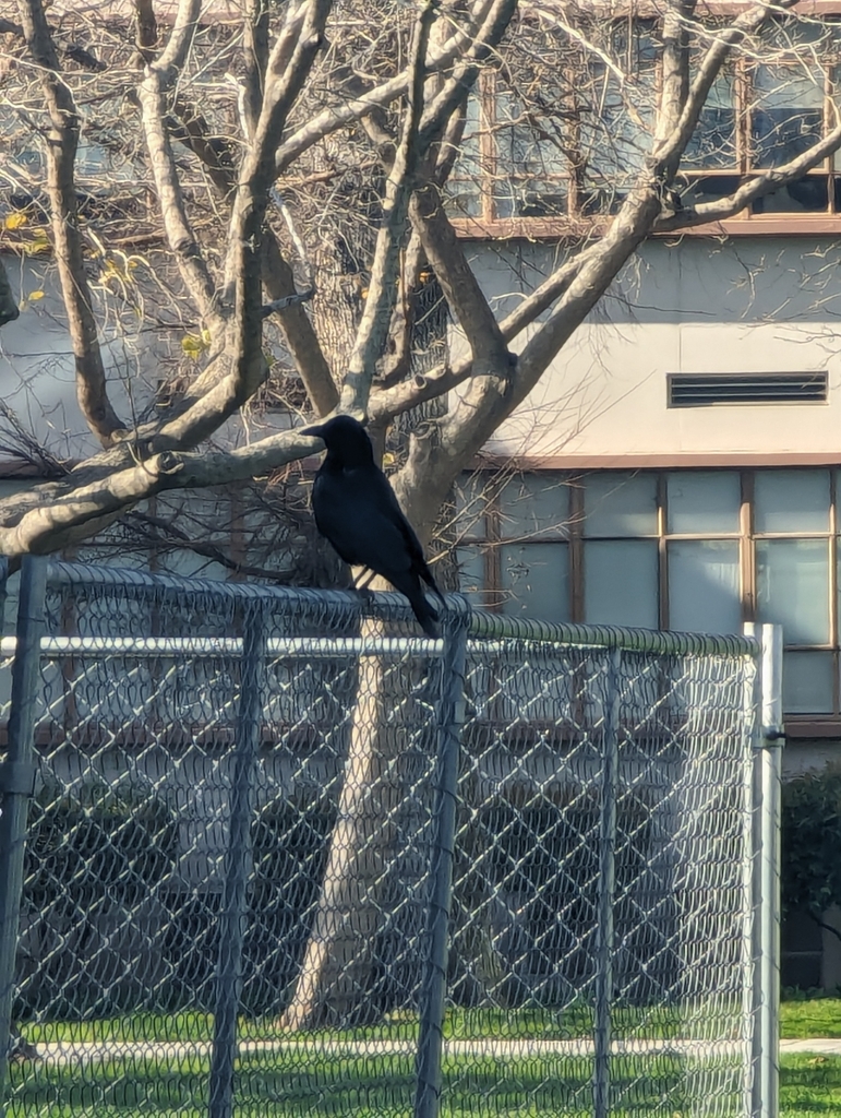 American Crow from Horace Mann and SJSU, San Jose, CA 95112, USA on ...