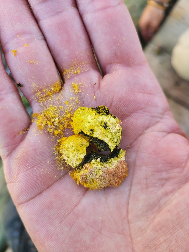 Dog Vomit Slime Mold from Redland, FL 33031, USA on April 19, 2024 at ...