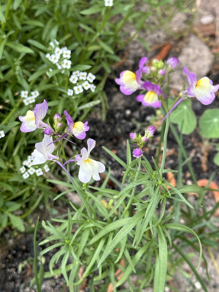 Annual Toadflax from Michael Scott Dr, Rocky Mount, NC, US on April 17 ...