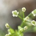 Marsh parsley (Cyclospermum leptophyllum) · iNaturalist
