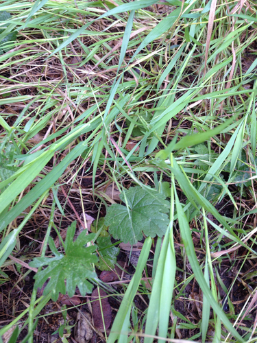 Observations by jirimy · iNaturalist