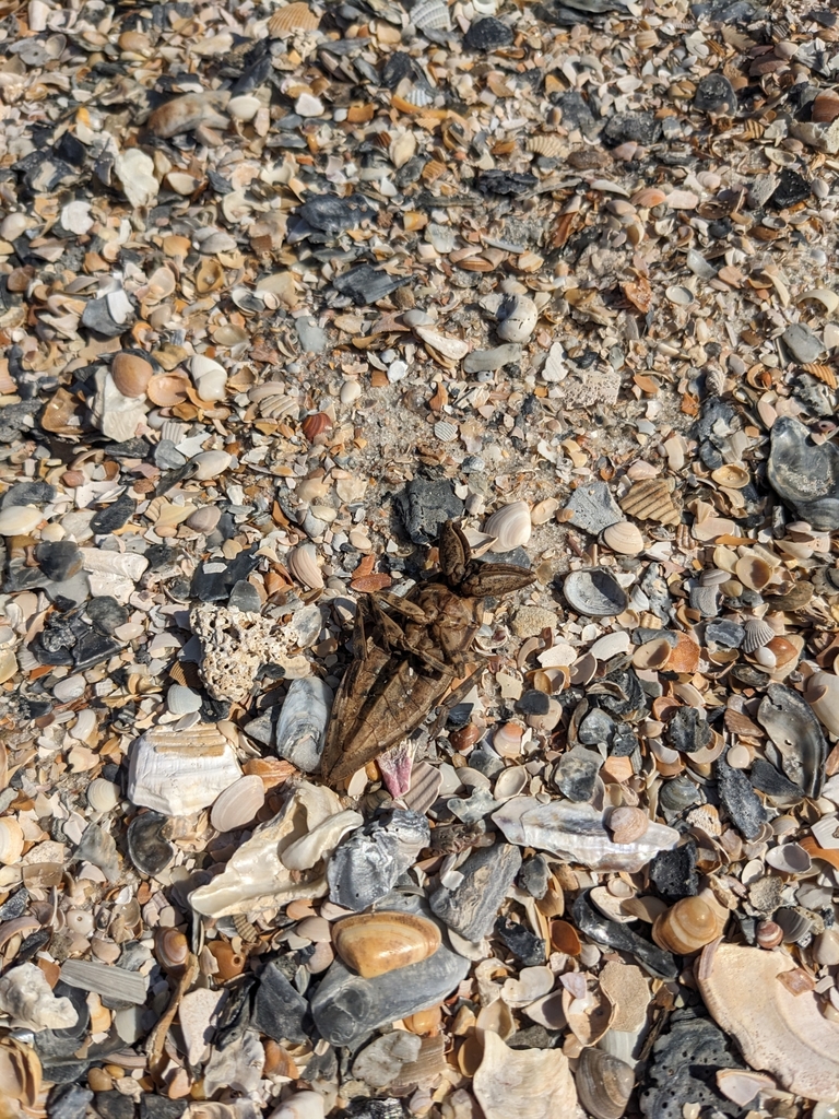 Uhler's Giant Water Bug from Fernandina Beach, FL 32034, USA on April ...