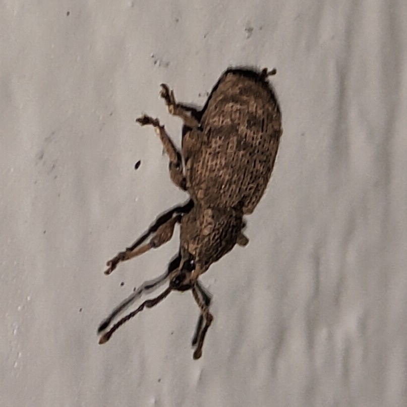 Clay-coloured Weevil from Silverdale on April 9, 2024 at 01:28 AM by ...