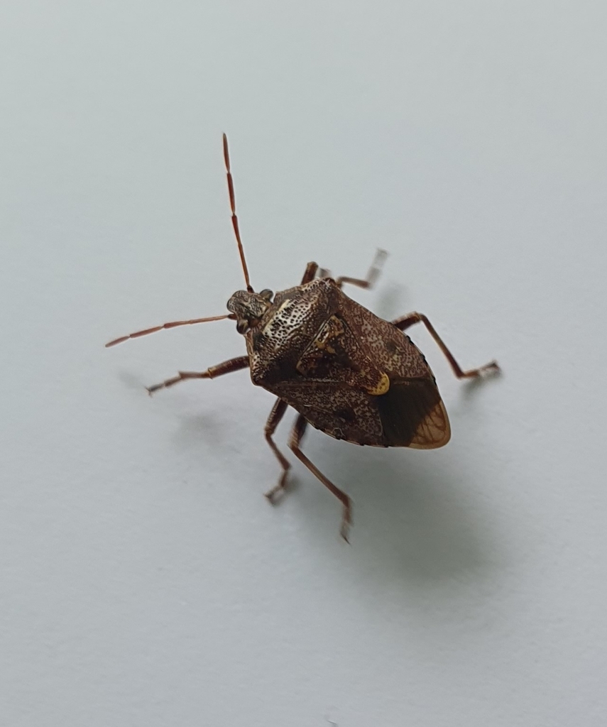 Brown soldier bug from Bluff Hill, Napier 4110, New Zealand on April 20 ...