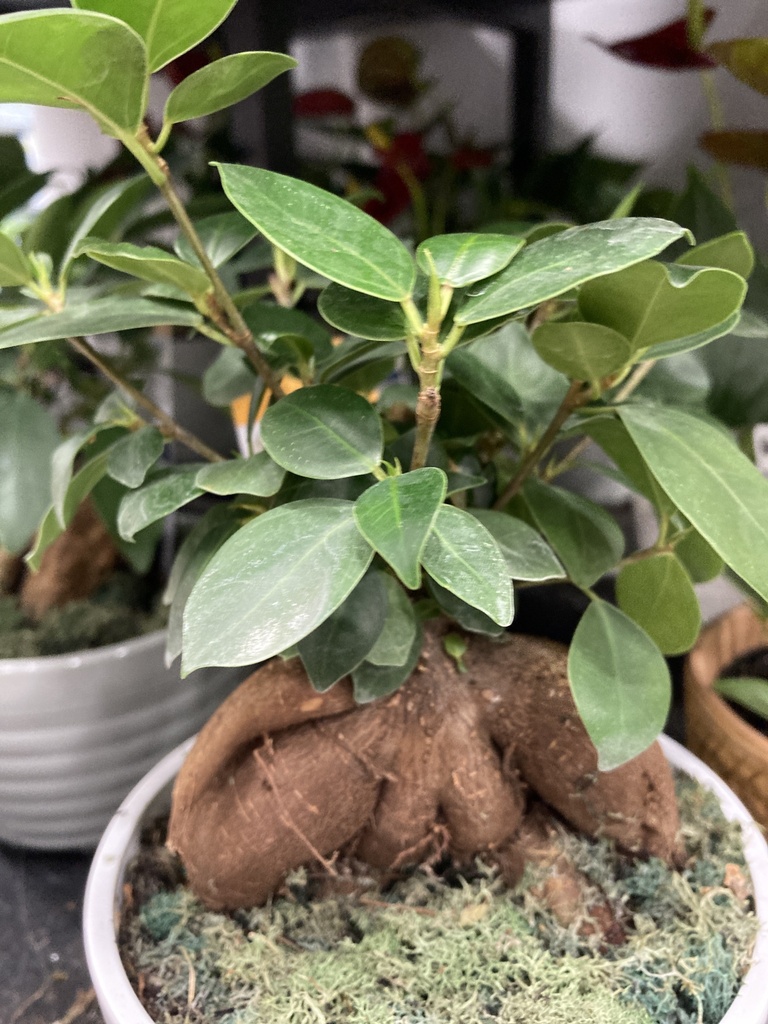 dicots from Frederick Blvd, Daphne, AL, US on April 19, 2024 at 07:21 PM by Sofia Baker ...