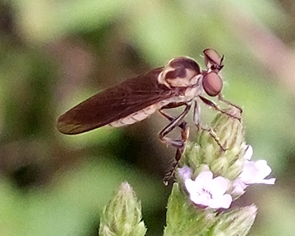 Gnat Ogres from Macará, EC-LJ, EC on April 19, 2024 at 11:40 AM by Juan ...