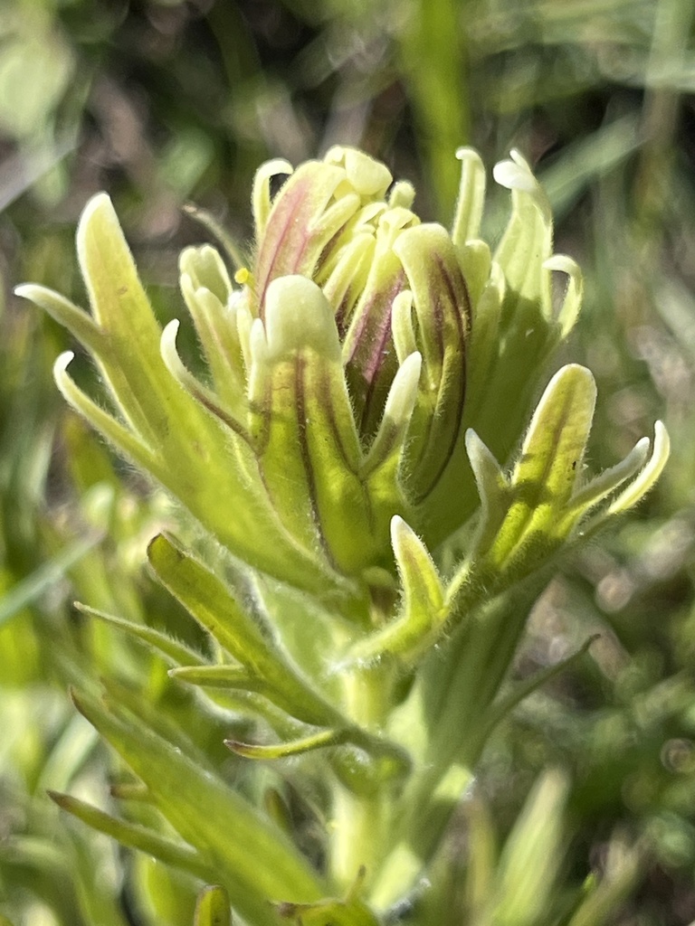 Cusick's Indian-paintbrush from Morgan Lake, La Grande, OR, US on April ...