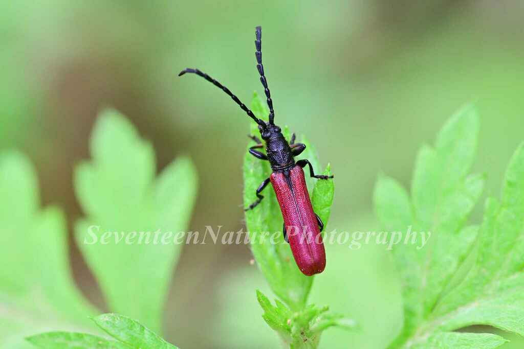 Pyrestes from 中国江苏省南京市玄武区 on April 12, 2024 at 12:59 PM by Kaniska ...