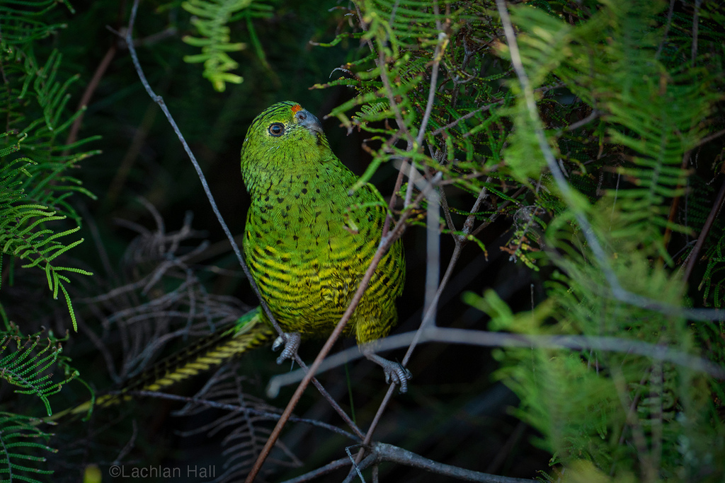 Eastern Ground Parrot in April 2024 by Lachlan Hall · iNaturalist
