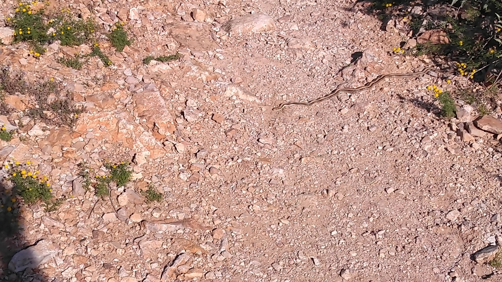 Western Patch-nosed Snake from Mesa, AZ 85215, USA on April 4, 2024 at ...