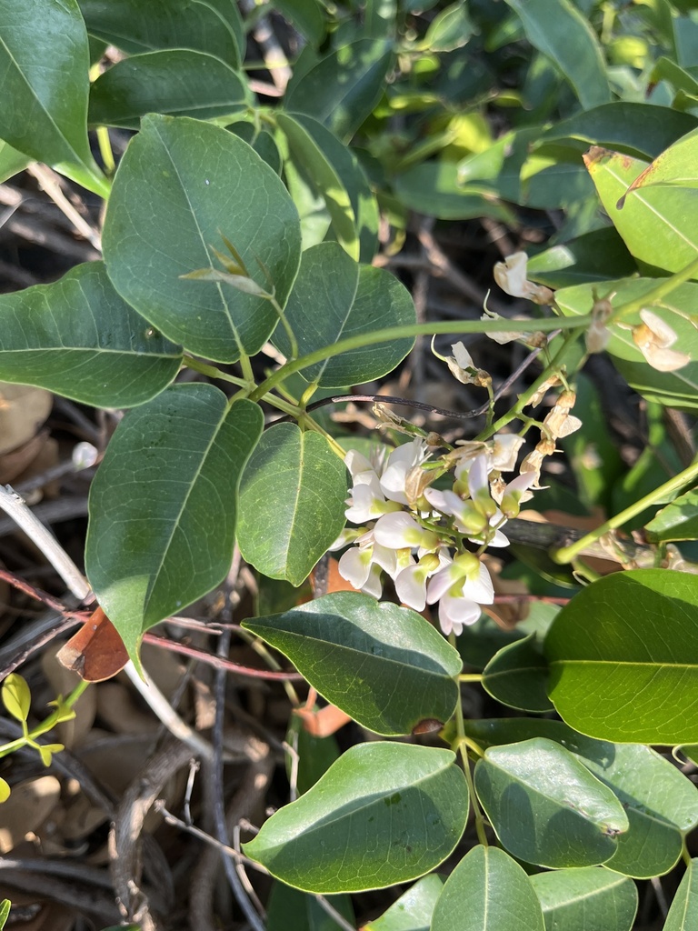 Common Derris from 臺灣島, 安南區, TNN, TW on April 20, 2024 at 08:01 AM by ...