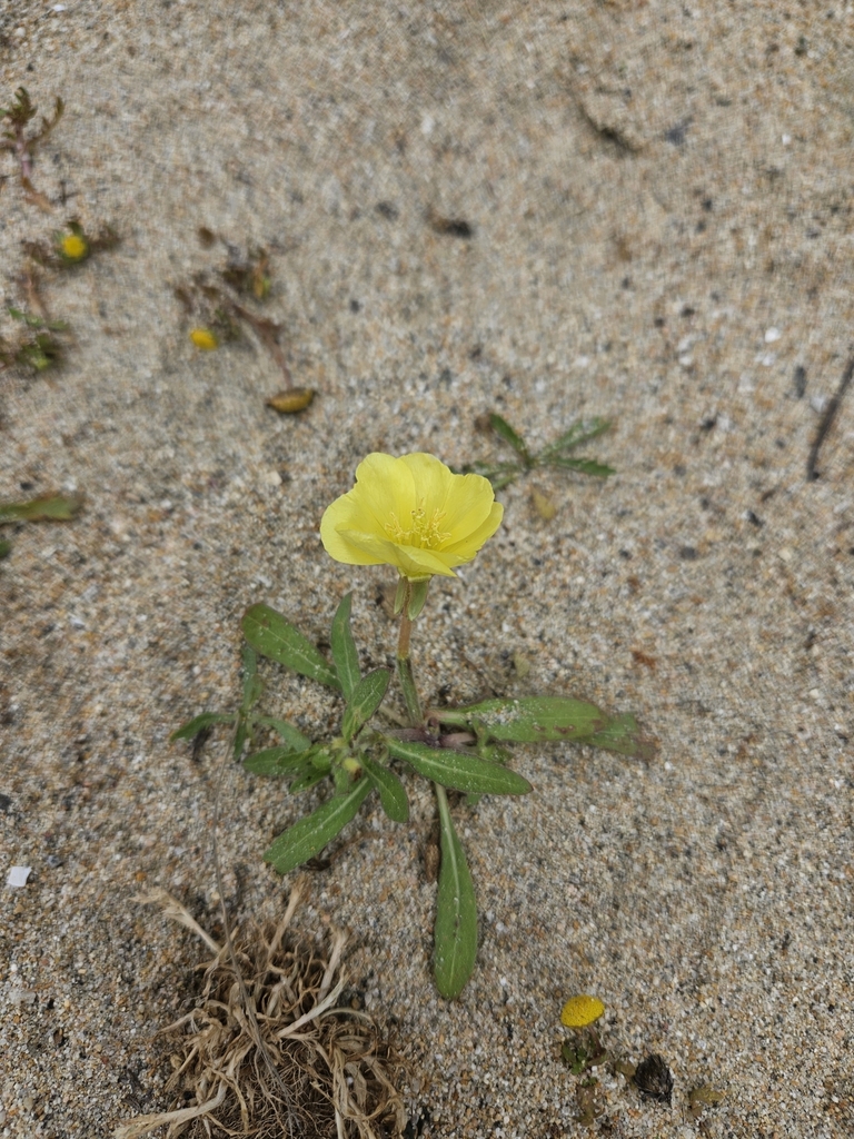 cutleaf evening primrose from Huntington Beach, CA 92648, USA on April ...