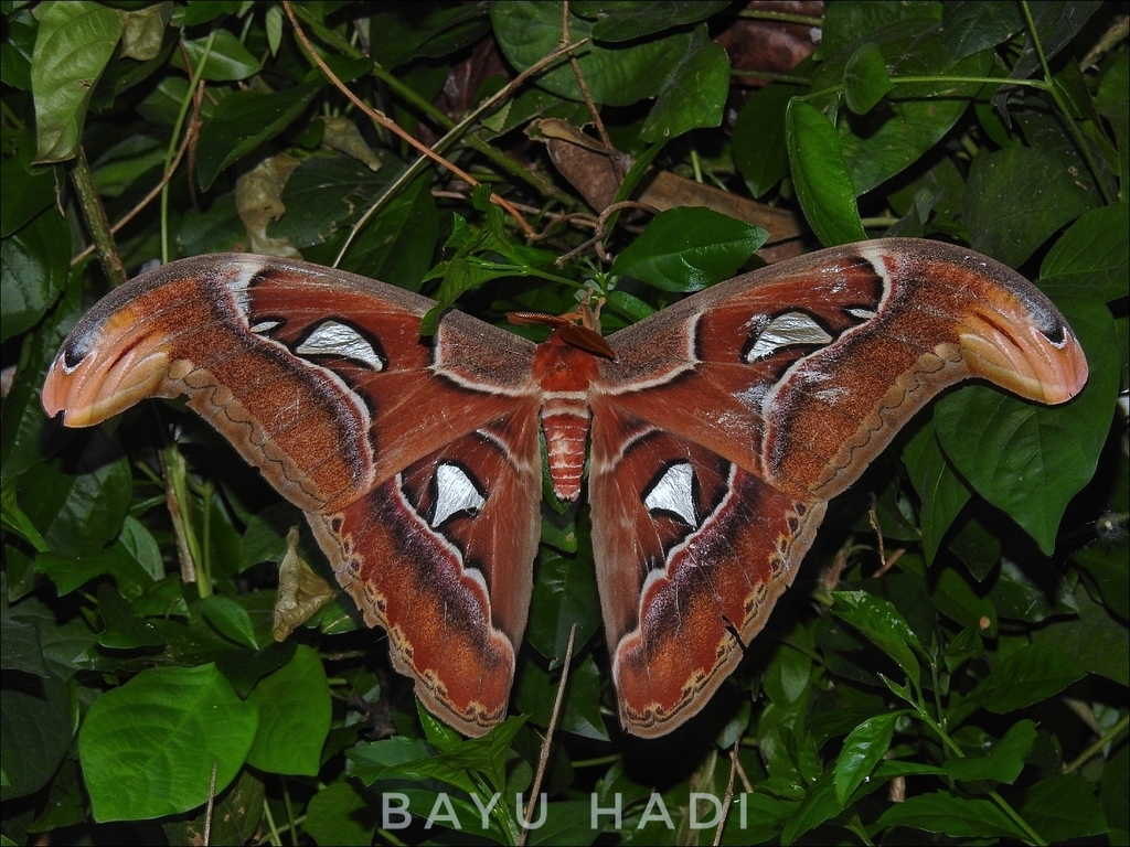 Atlas Moth from Kp. Manis Rt02/Rw01, Widarasari, Kec. Kramatmulya ...