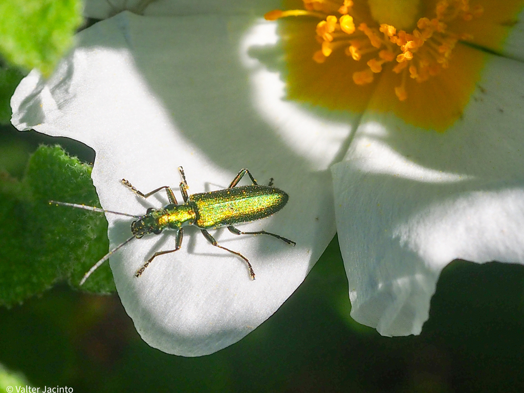 Chrysanthia superba from Gambelas, 8005-226 Faro, Portugal on April 12 ...