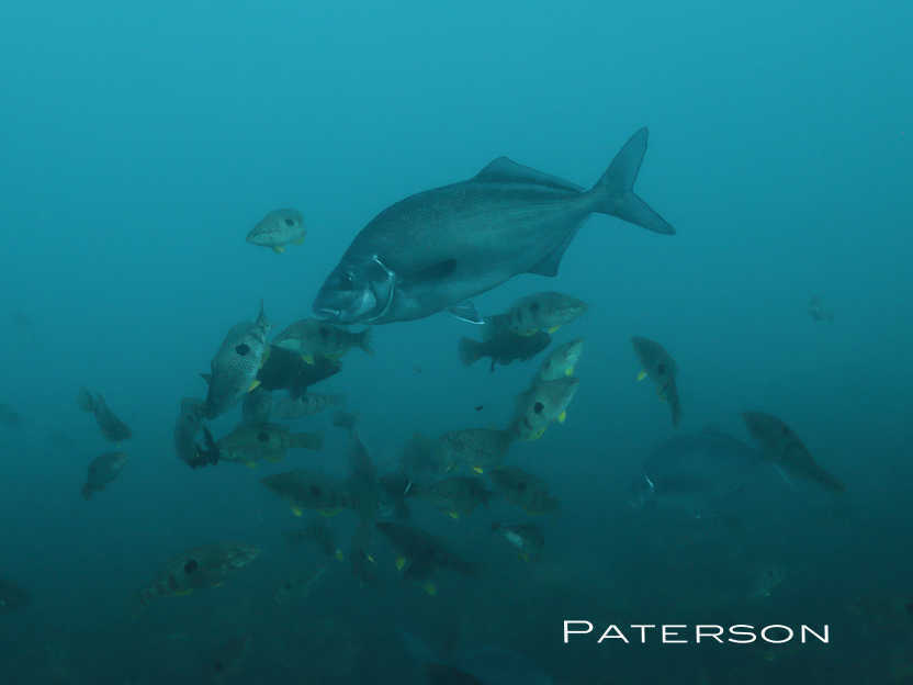 Blue Moki from Island Bay Reserve on April 20, 2024 at 01:41 PM by ...