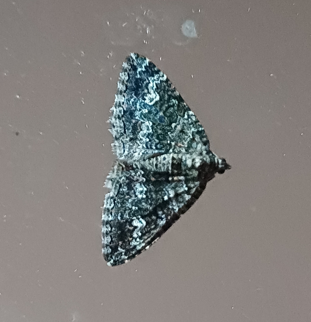 Gypsum Carpet Moth from Rye VIC 3941, Australia on April 20, 2024 at 08 ...