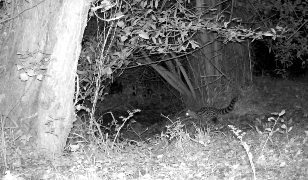 Northern Small-spotted Genet in April 2024 by Ángel Peralta Calzada ...