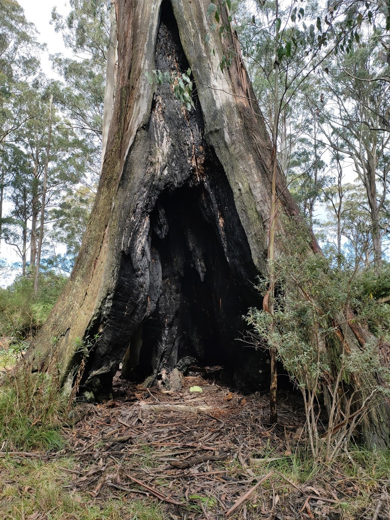 Australian Mountain Ash from East Warburton VIC 3799, Australia on ...