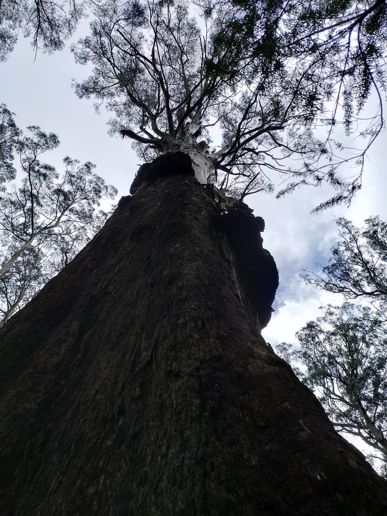 Australian Mountain Ash from East Warburton VIC 3799, Australia on ...
