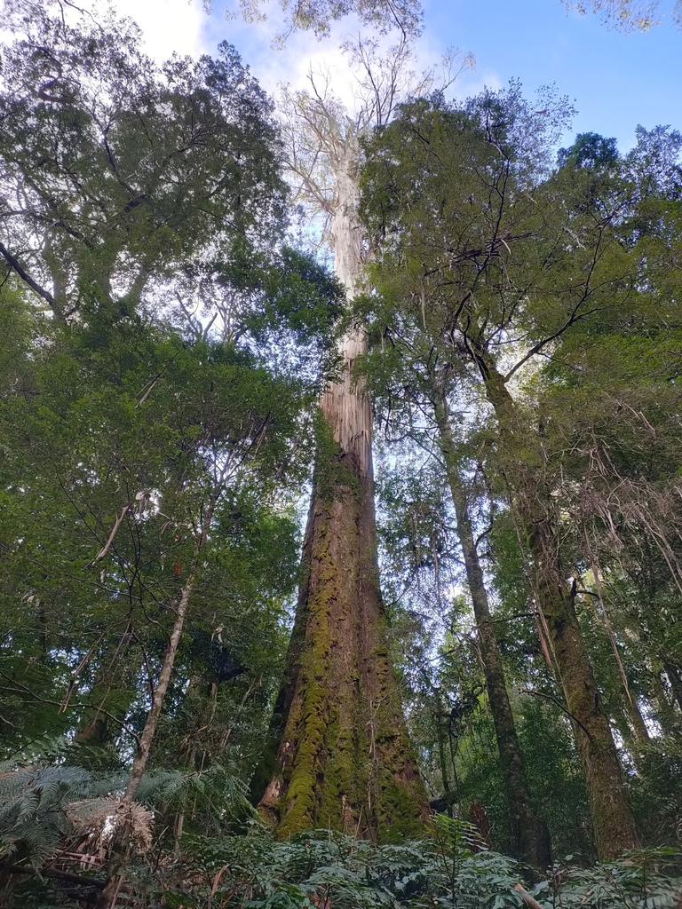 Australian Mountain Ash from Warburton VIC 3799, Australia on April 12 ...
